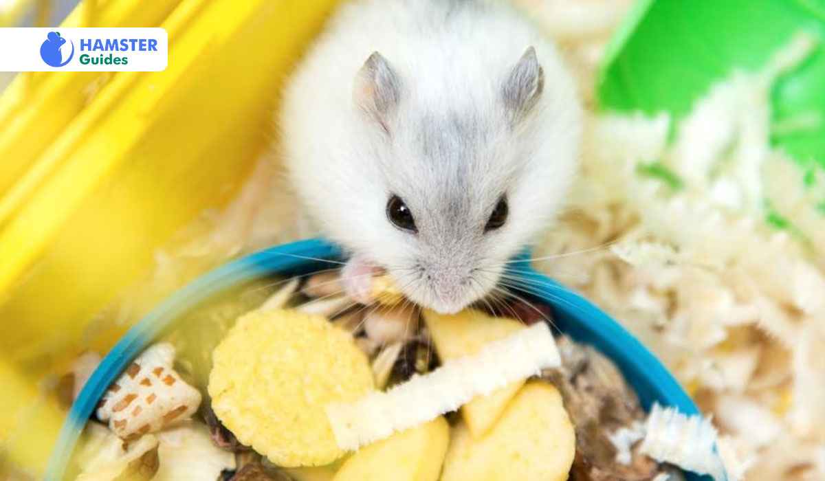 Can Hamsters Eat Cashews? Guidelines for Healthy Treats
